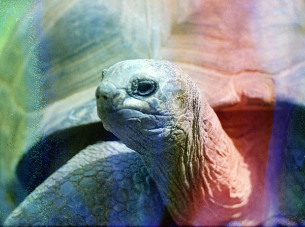 Why It's Okay To Love A Tortoise - The Wisdom Daily