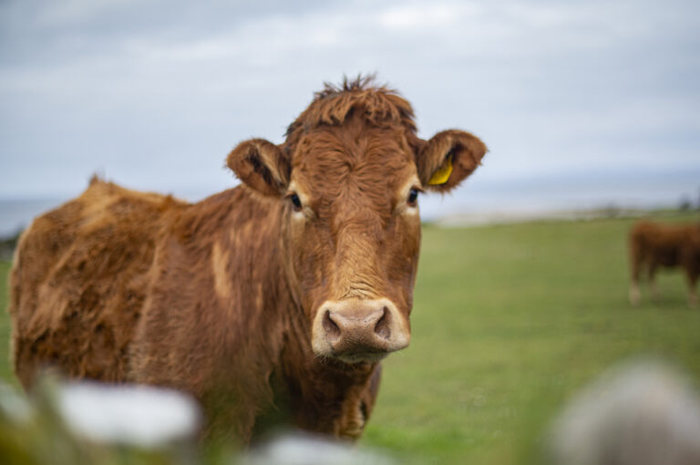 The Power of the Red Heifer - The Wisdom Daily